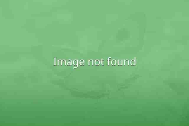 Blattodea - Cockroaches and Termites | Insects of Papua New Guinea