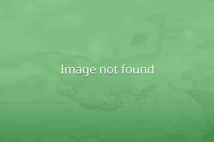 Blattodea - Cockroaches and Termites | Insects of Papua New Guinea