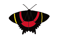 Blattodea - Cockroaches and Termites | Insects of Papua New Guinea